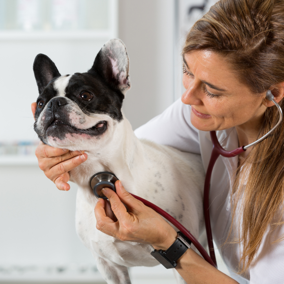 Best Vet Clinic In Bentonville, AR | Northwest Arkansas